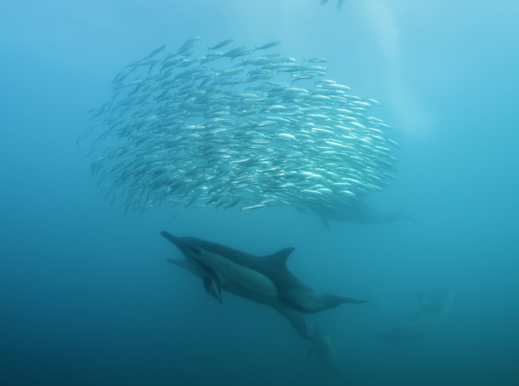 Boats & Yachts – Tern Travel